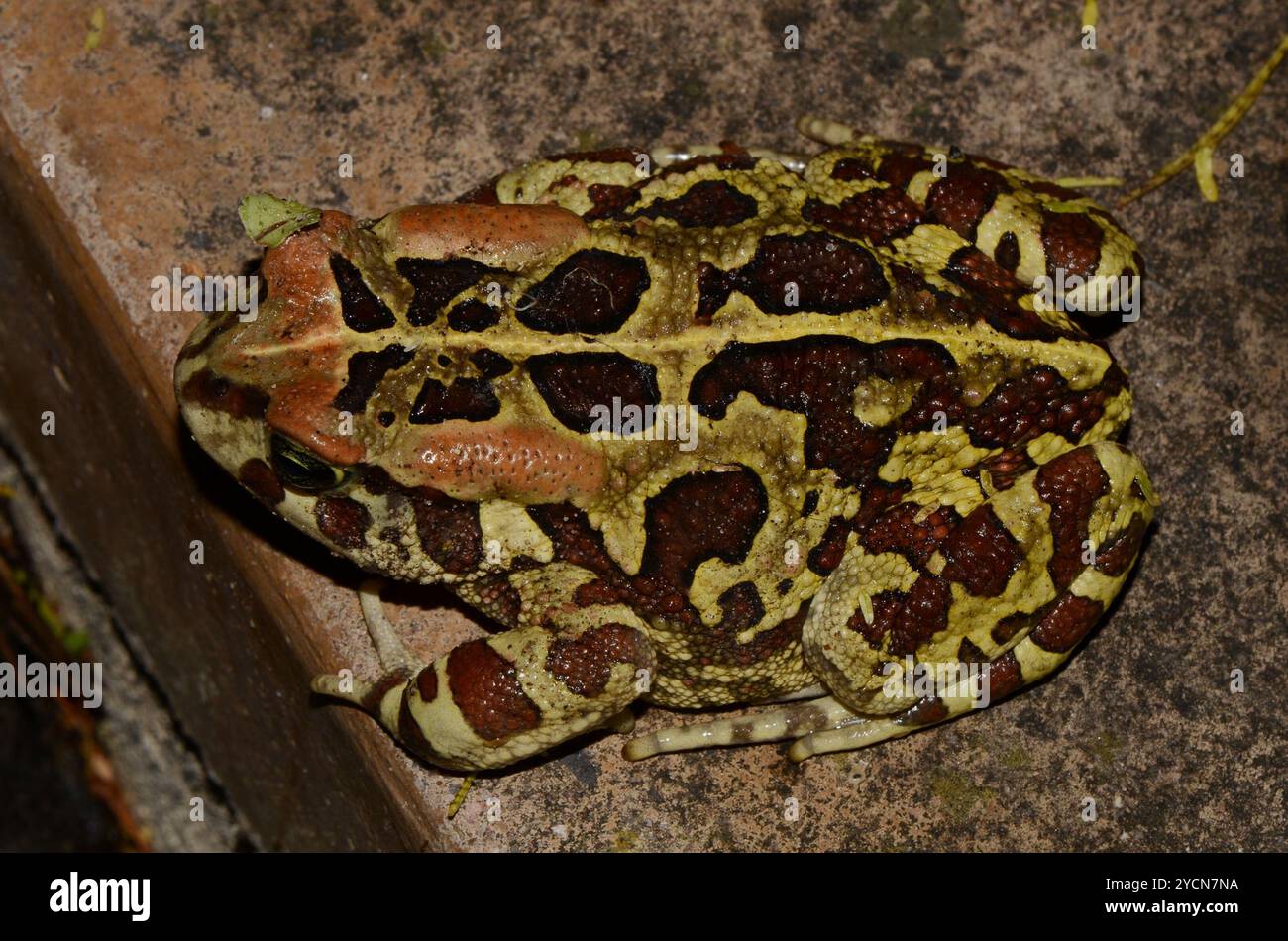 Western Leopard Toad (Sclerophrys pantherina) Amphibia Stock Photo - Alamy