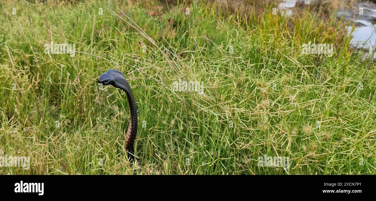 Red-bellied Black Snake (Pseudechis porphyriacus) Reptilia Stock Photo ...