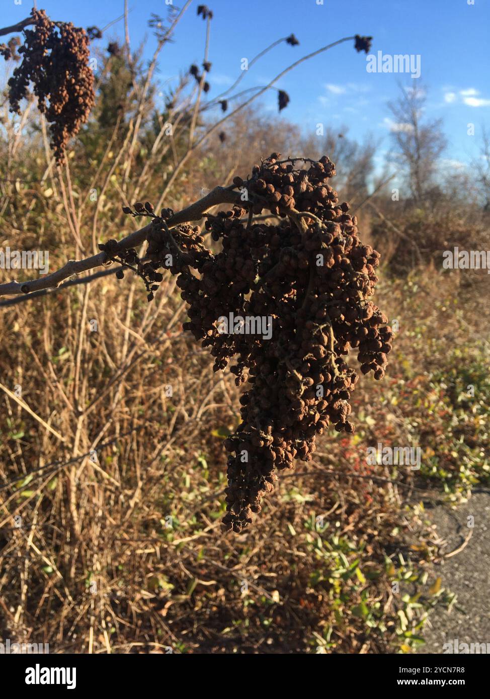shining sumac (Rhus copallinum) Plantae Stock Photo - Alamy