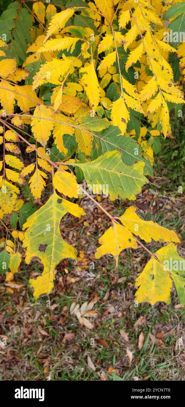 Taiwanese Rain Tree (Koelreuteria elegans) Plantae Stock Photo - Alamy