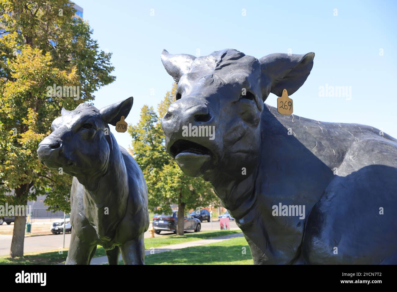 Scottish Angus Cow &Calf by Dan Ostermiller at the Denver Art Museum ...