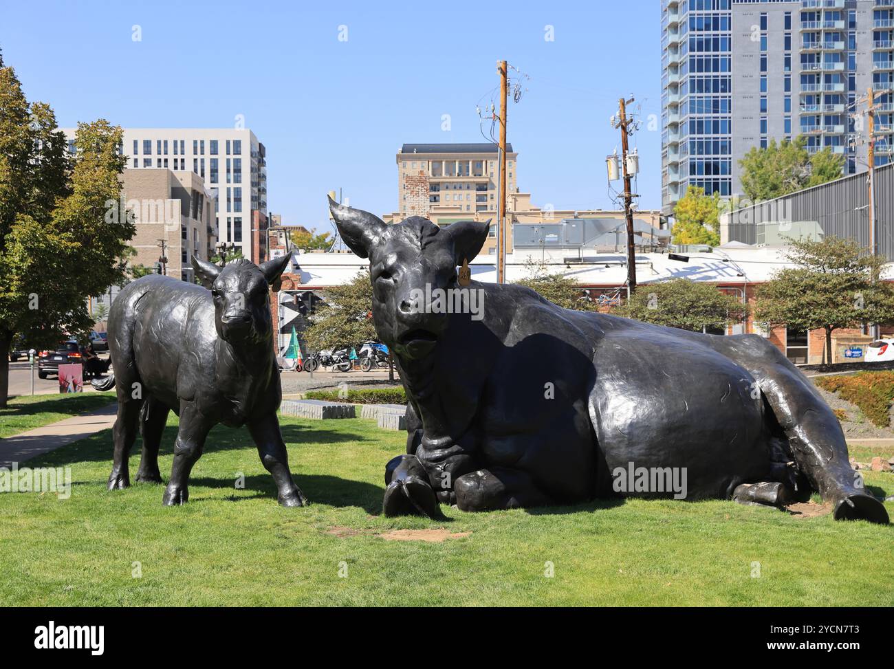 Scottish Angus Cow &Calf by Dan Ostermiller at the Denver Art Museum ...