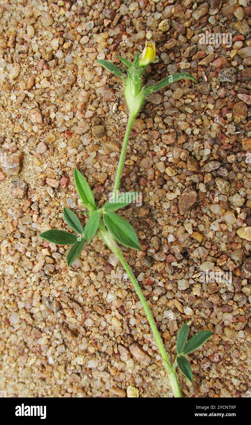 Wild Lucerne (Stylosanthes fruticosa) Plantae Stock Photo - Alamy