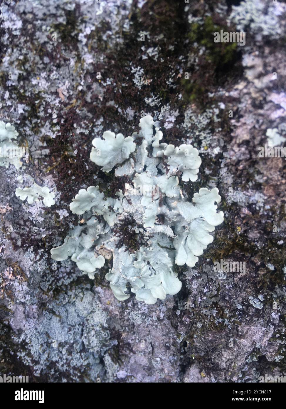 greenshield lichens (Flavoparmelia) Fungi Stock Photo - Alamy