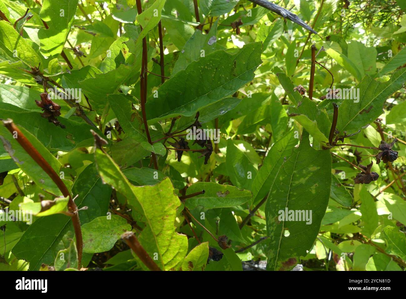 twinberry honeysuckle (Lonicera involucrata) Plantae Stock Photo - Alamy
