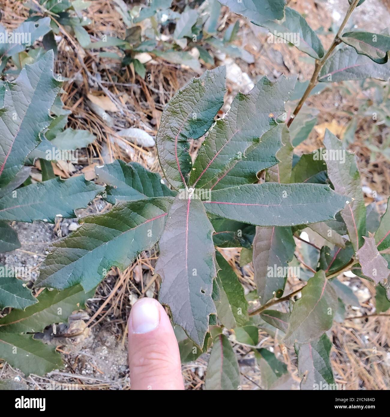 Emory oak (Quercus emoryi) Plantae Stock Photo - Alamy