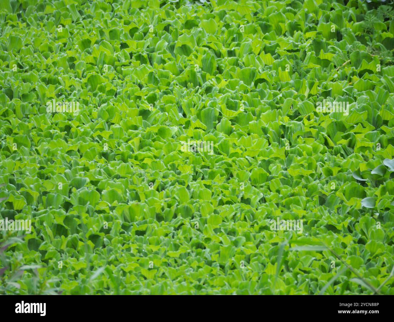 water lettuce (Pistia stratiotes) Plantae Stock Photo - Alamy