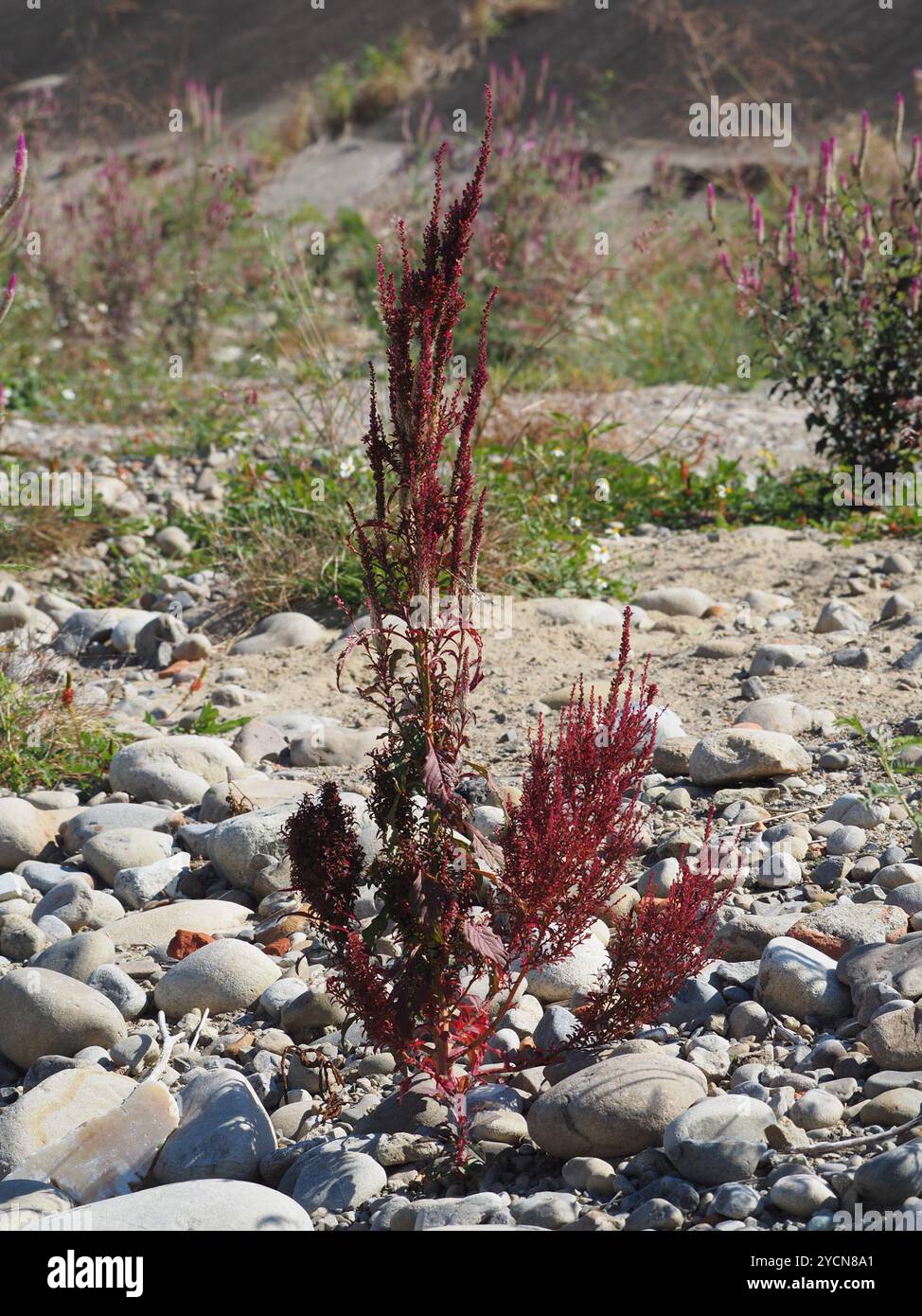 Quail Grass (Celosia argentea) Plantae Stock Photo - Alamy