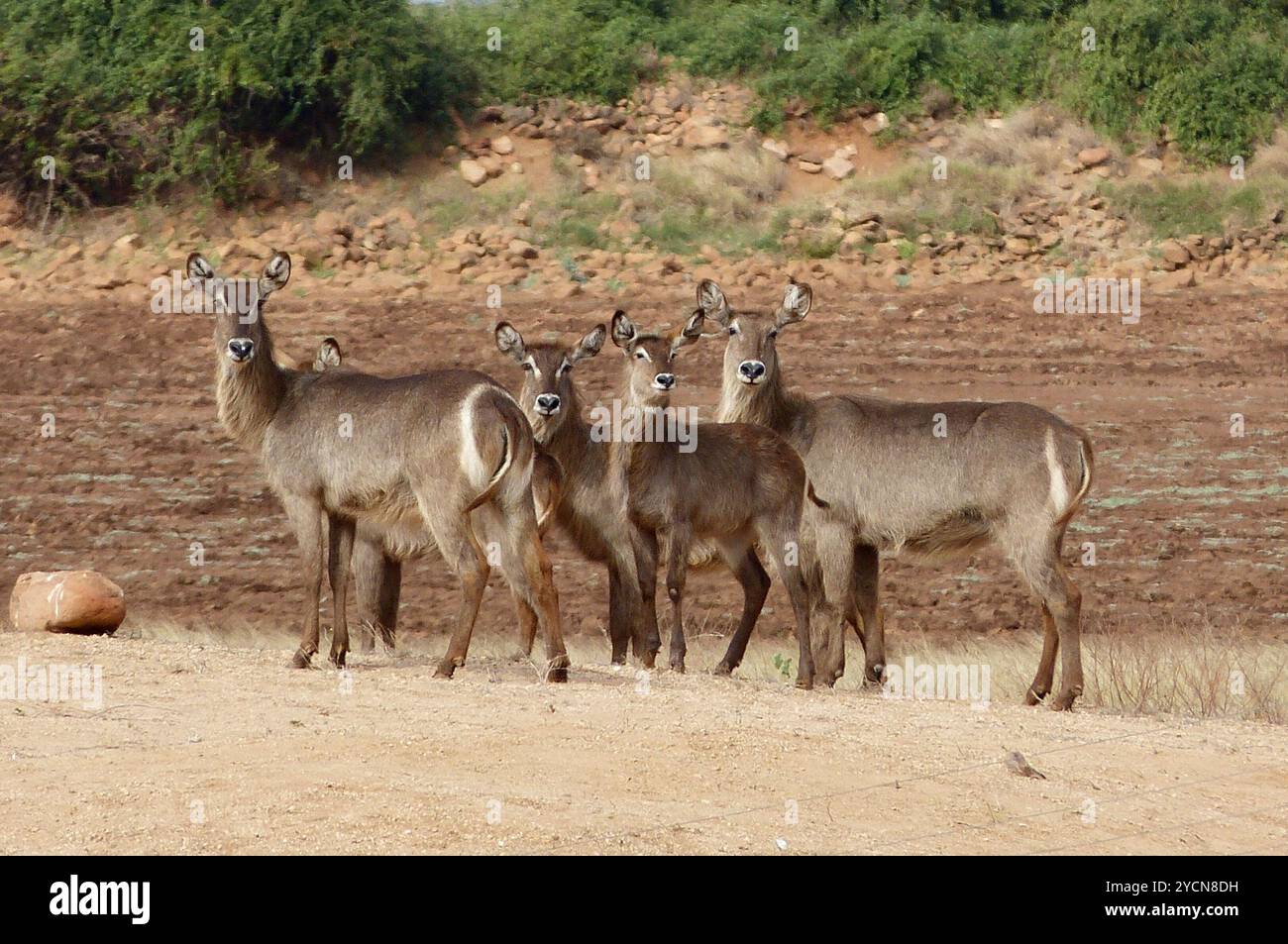 Common Waterbuck (Kobus ellipsiprymnus ellipsiprymnus) Mammalia Stock ...