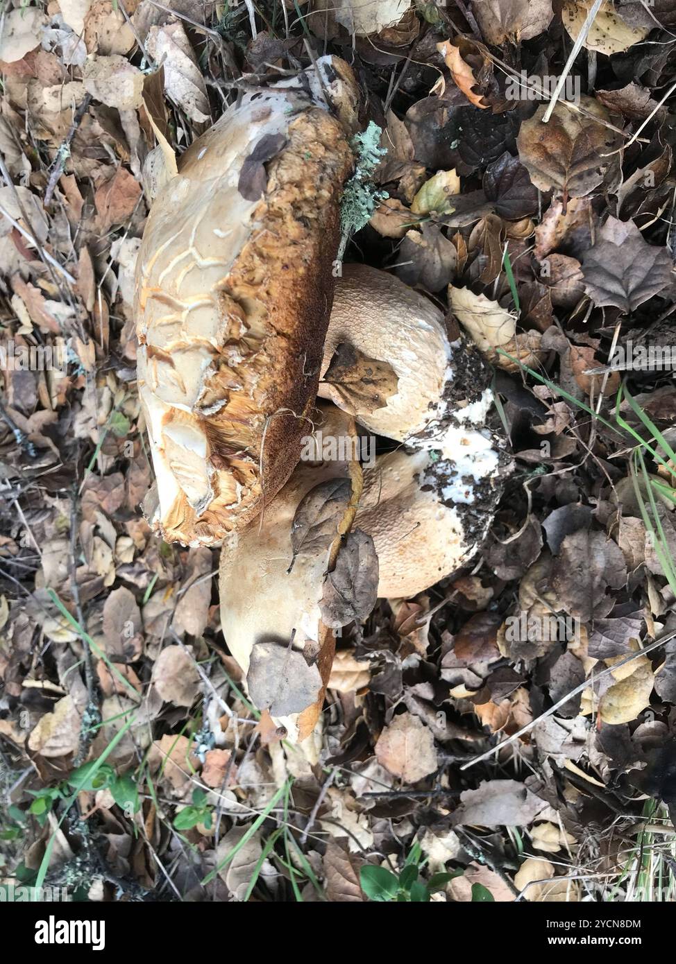 Barrow's Bolete (Boletus barrowsii) Fungi Stock Photo - Alamy