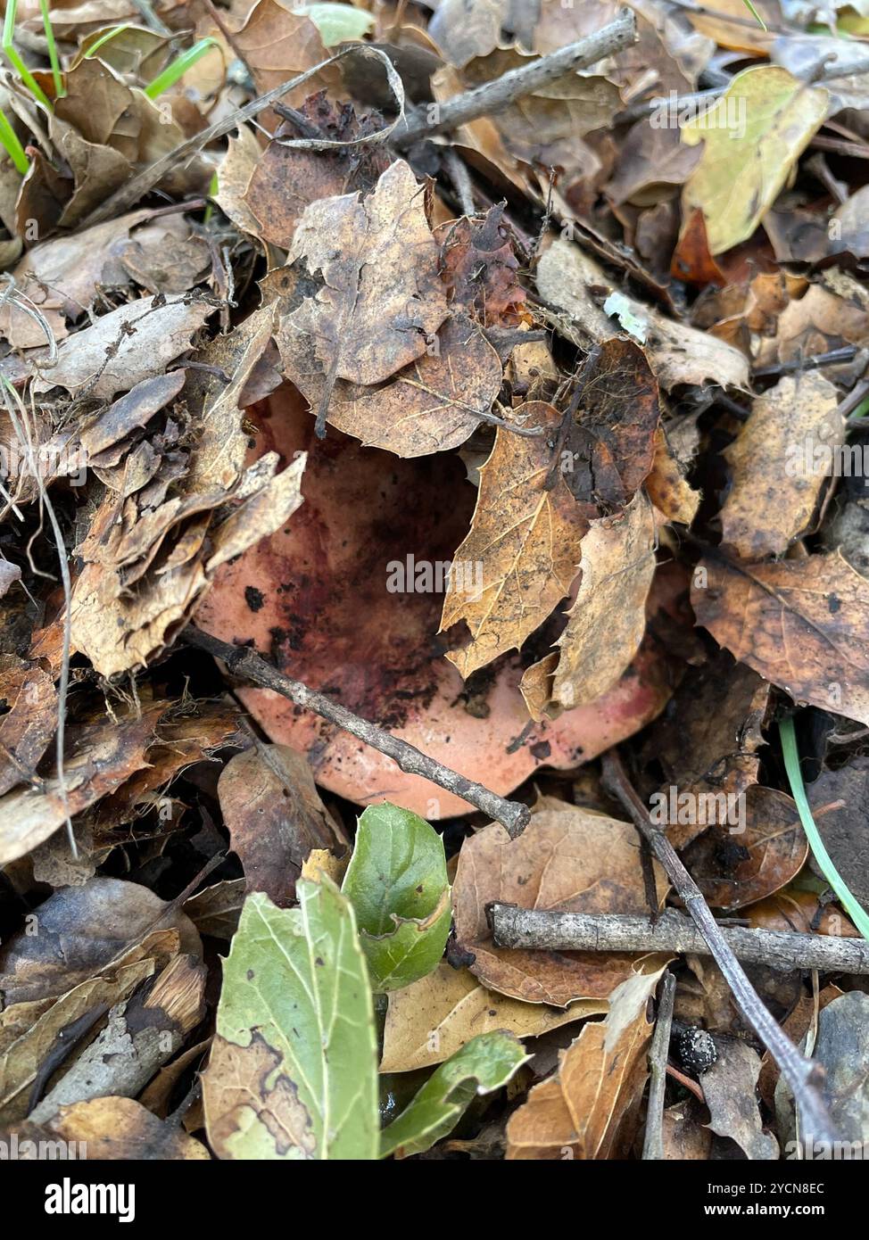Liver Bolete (Suillellus amygdalinus) Fungi Stock Photo - Alamy