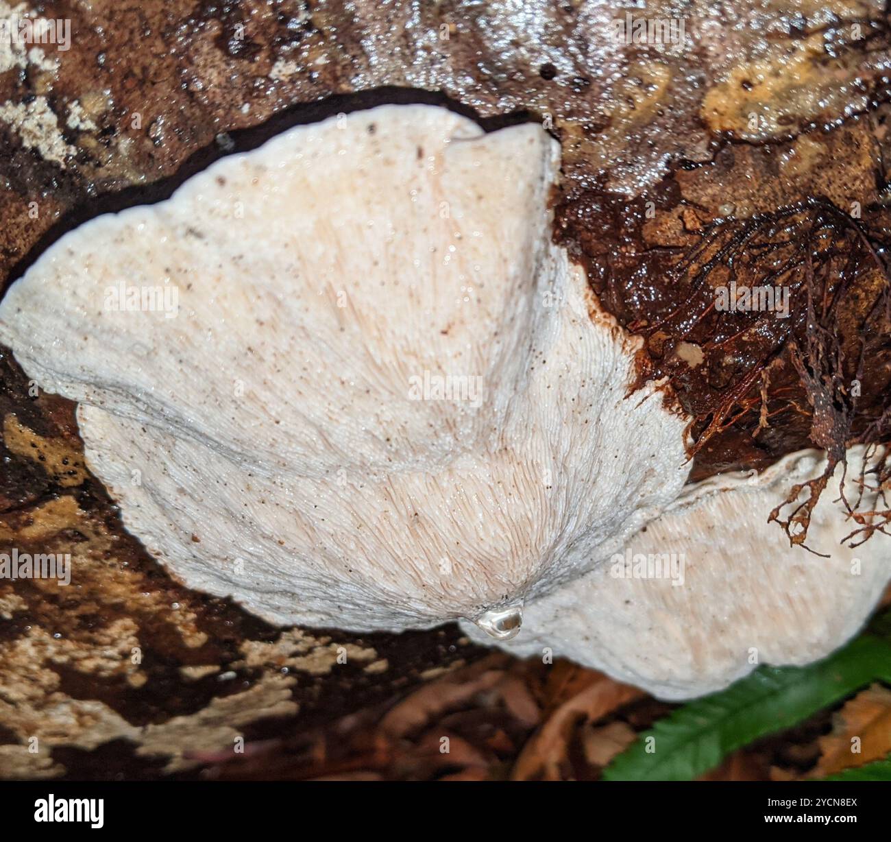 Lumpy Bracket (Trametes gibbosa) Fungi Stock Photo - Alamy