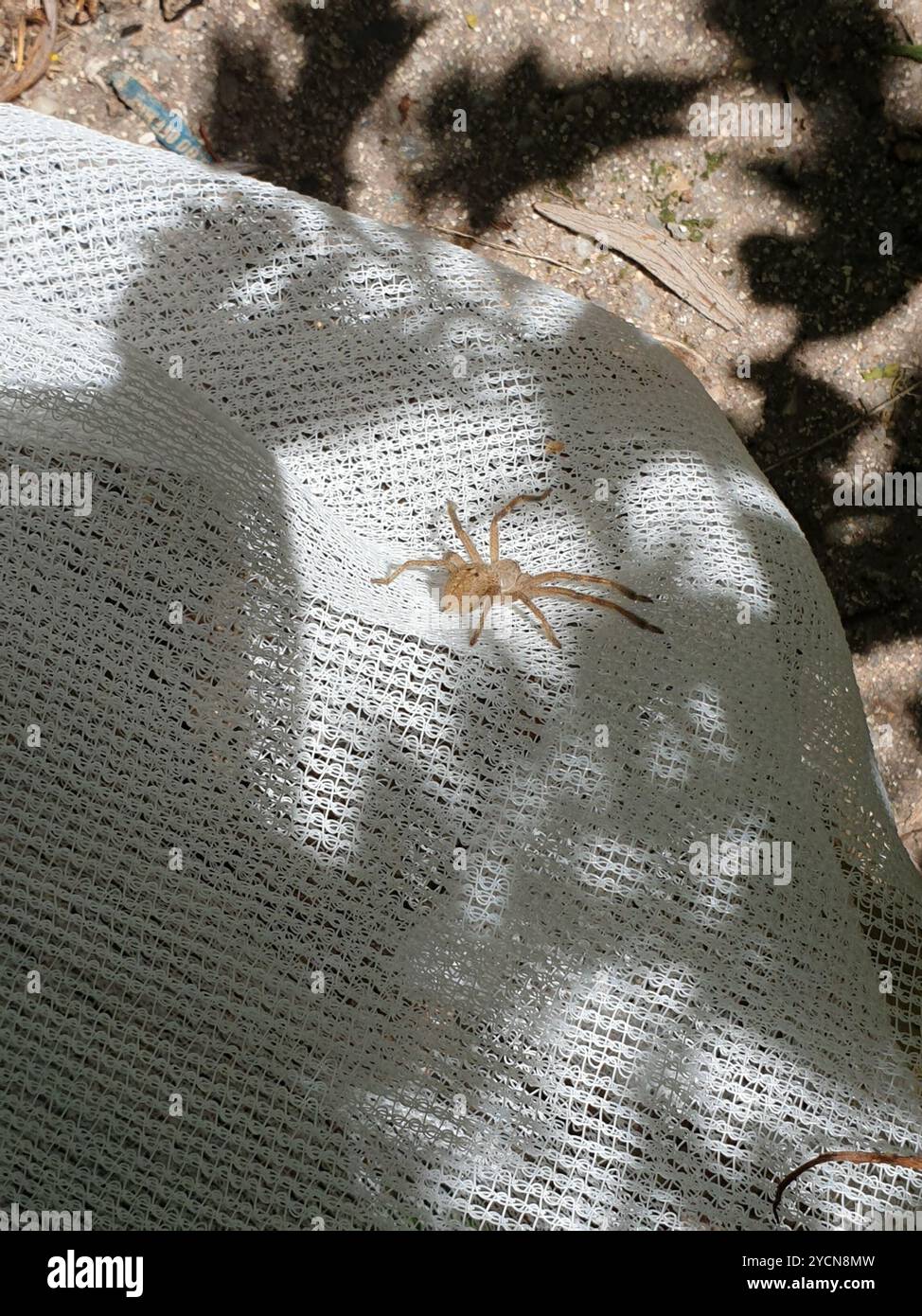 Badge Huntsman Spiders (Neosparassus) Arachnida Stock Photo - Alamy