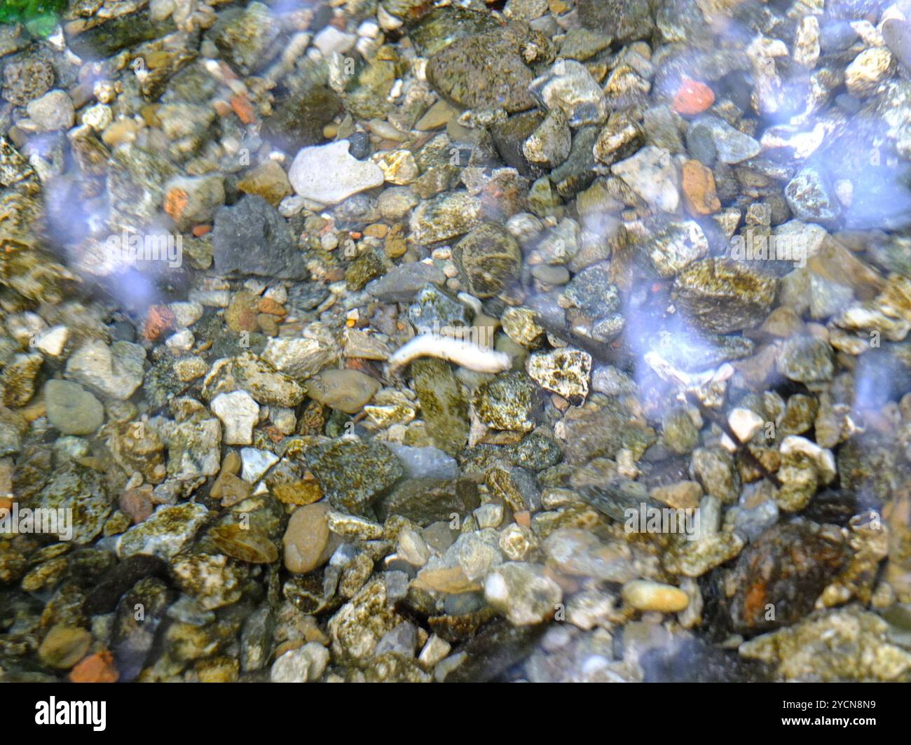 Common Land Snails and Slugs (Stylommatophora) Mollusca Stock Photo - Alamy