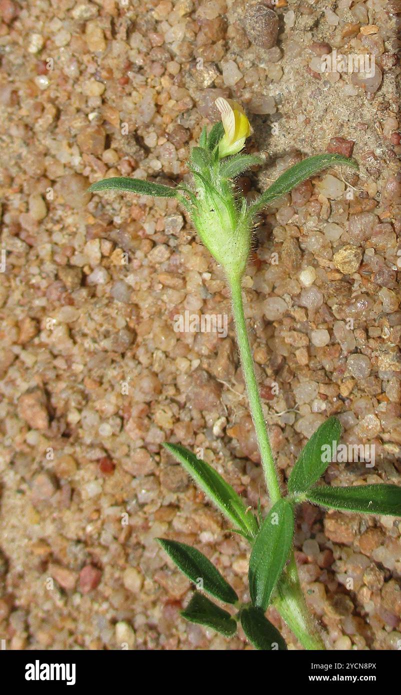 Wild Lucerne (Stylosanthes fruticosa) Plantae Stock Photo - Alamy