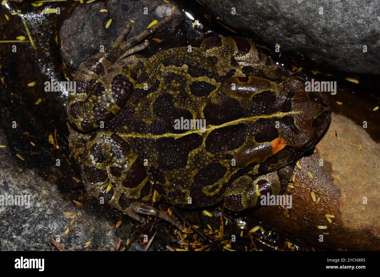 Western Leopard Toad (Sclerophrys pantherina) Amphibia Stock Photo - Alamy