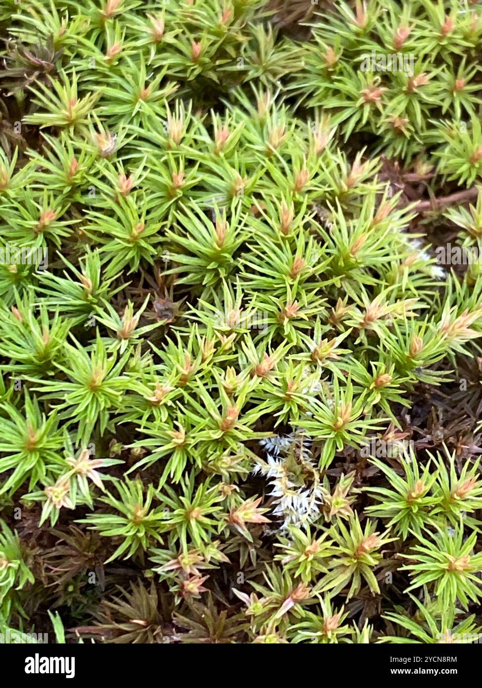 lesser smoothcap (Atrichum angustatum) Plantae Stock Photo - Alamy