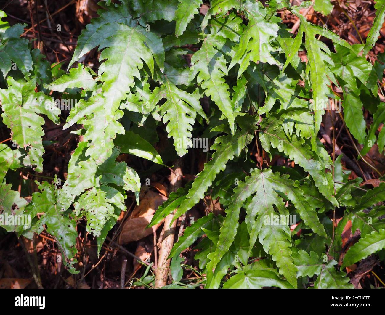 (Tectaria subtriphylla) Plantae Stock Photo - Alamy
