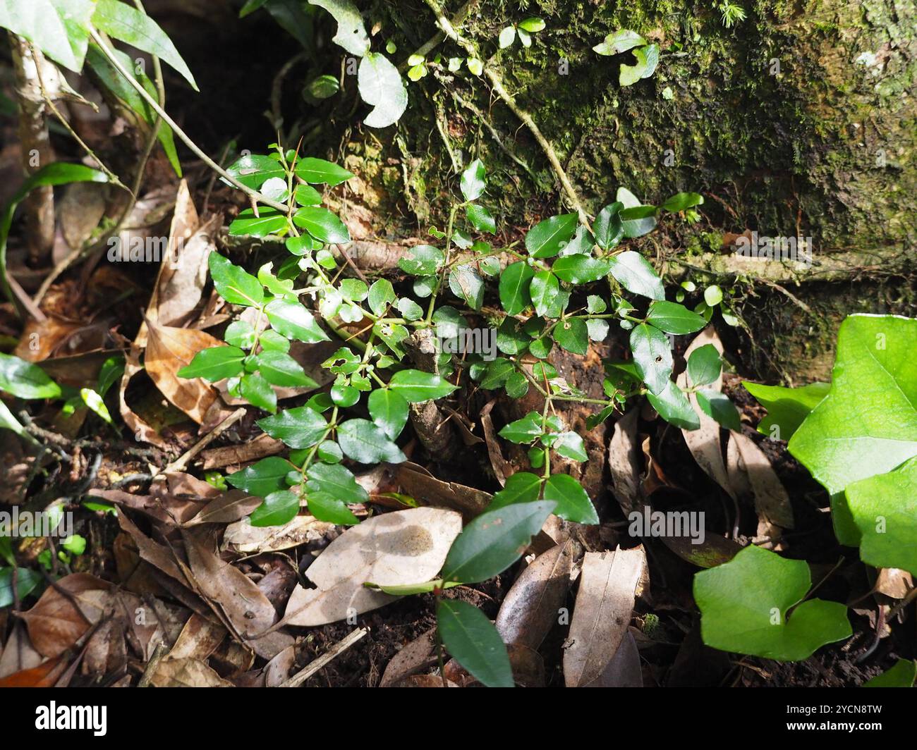 (Damnacanthus indicus) Plantae Stock Photo - Alamy