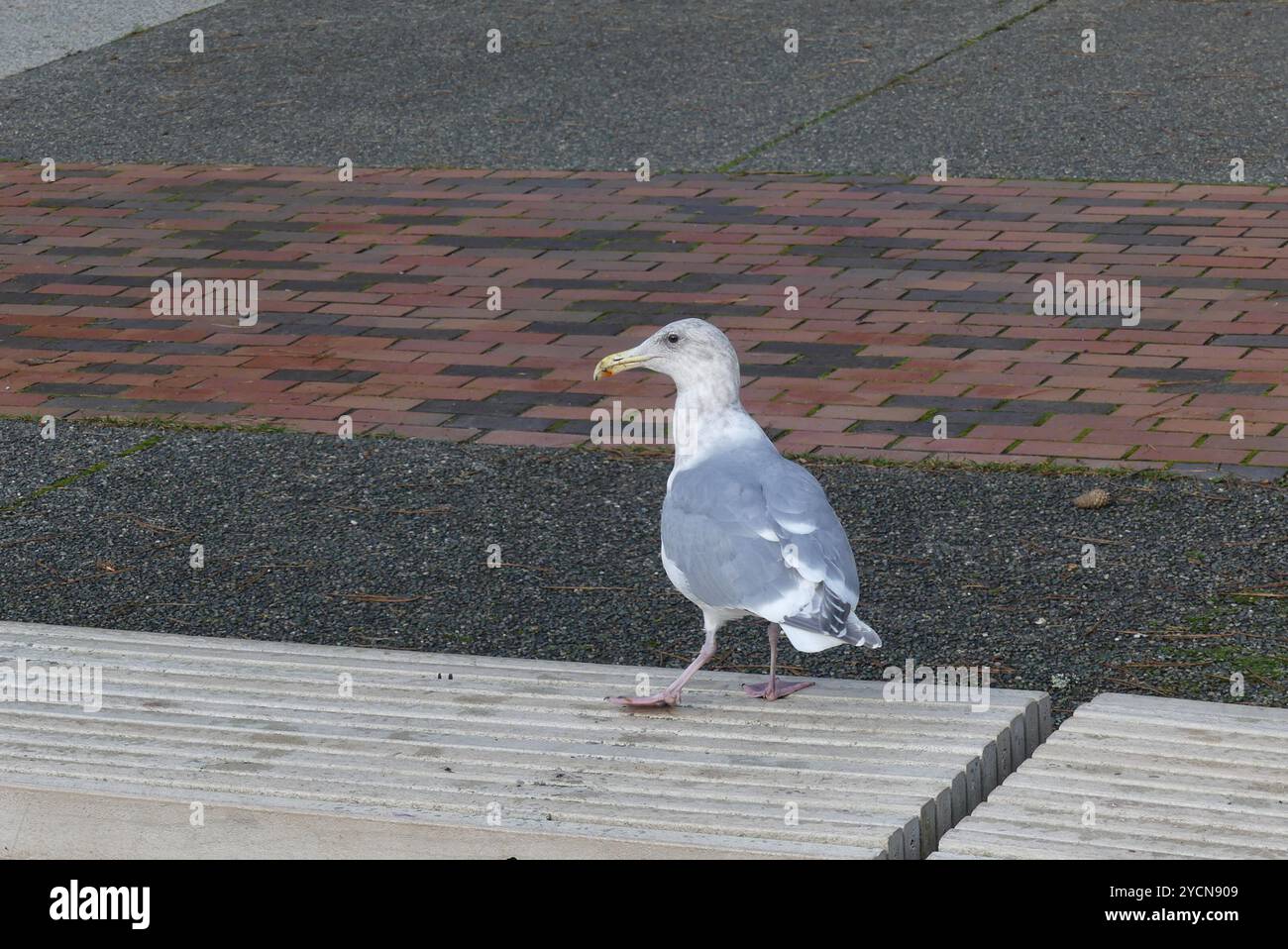 Olympic Gull (Larus glaucescens × occidentalis) Aves Stock Photo - Alamy