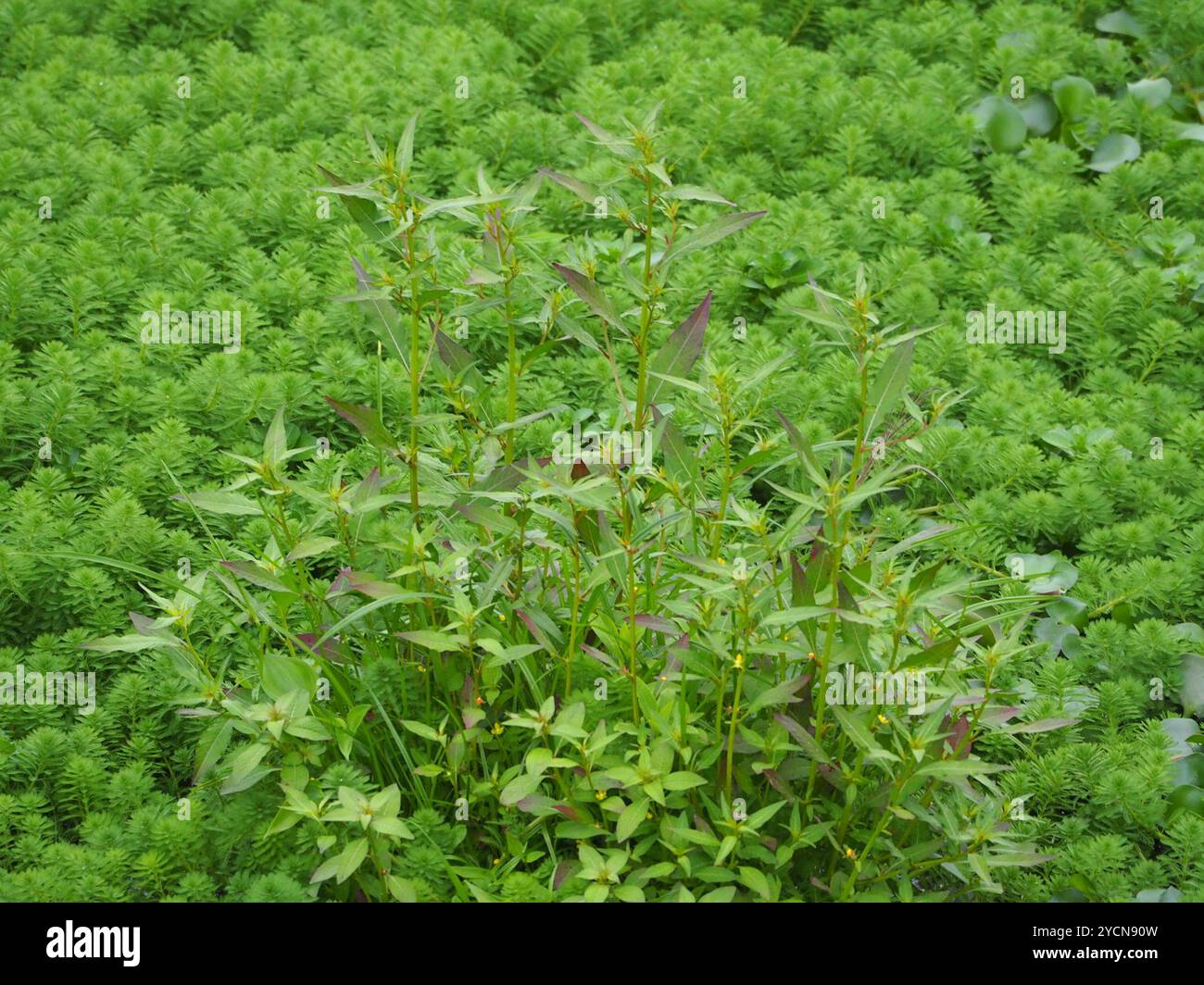 Seedbox (Ludwigia hyssopifolia) Plantae Stock Photo - Alamy