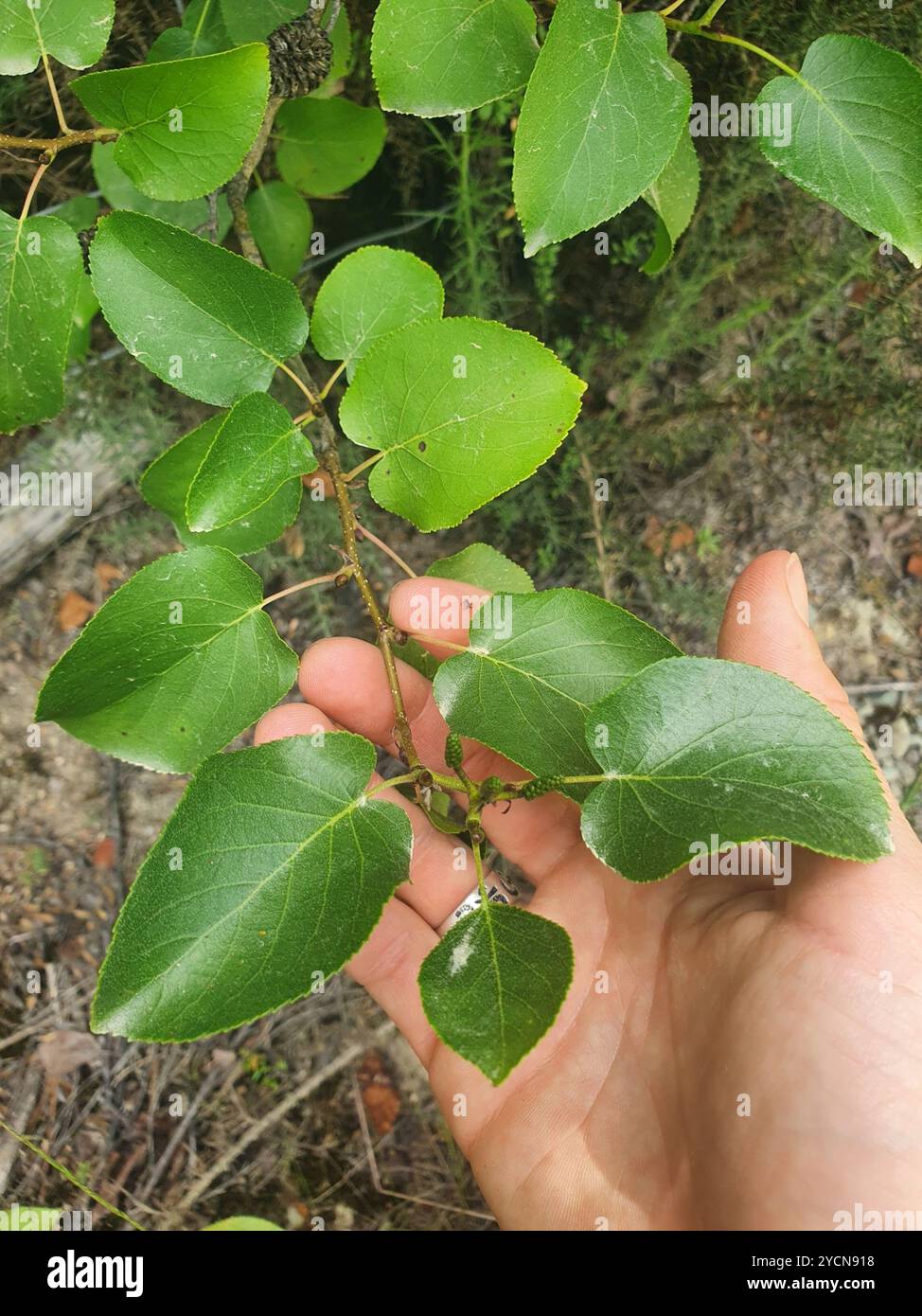 Italian alder (Alnus cordata) Plantae Stock Photo - Alamy