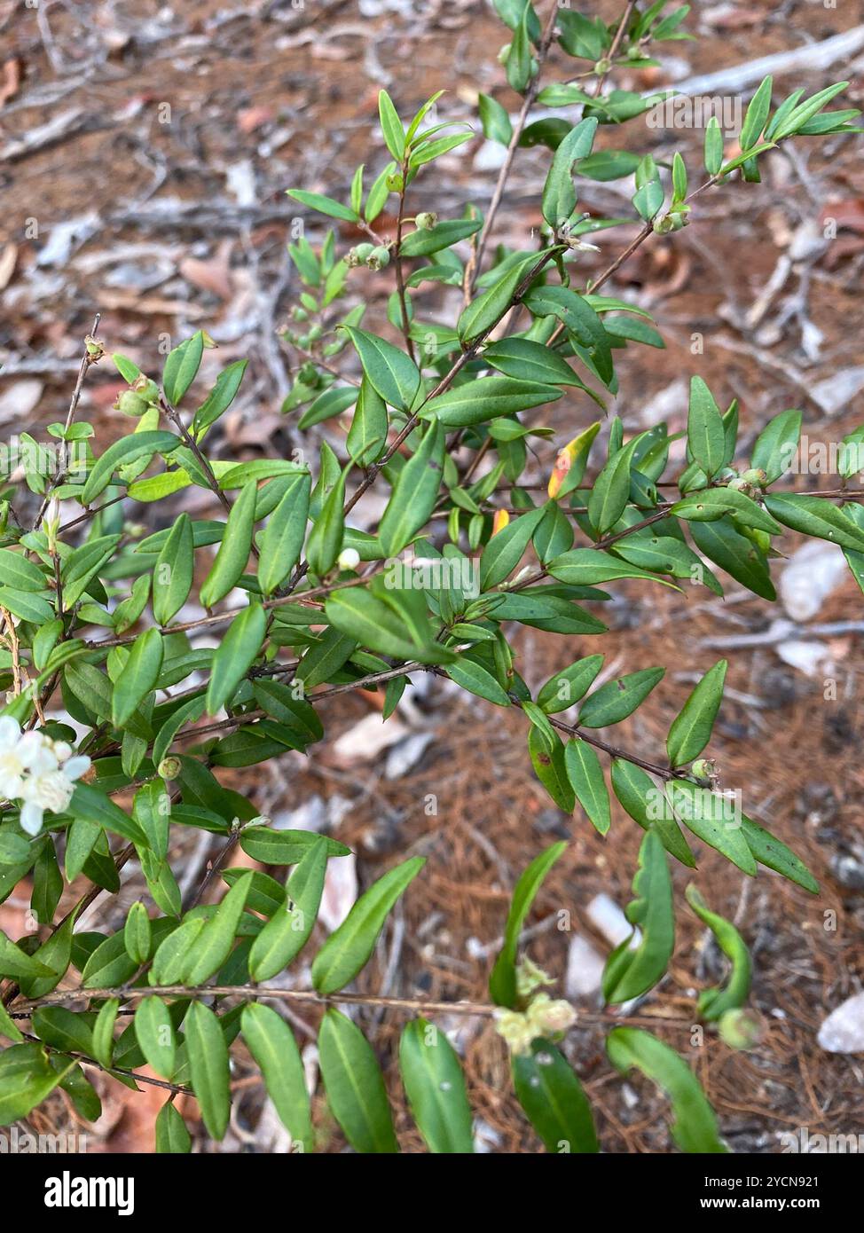 Austromyrtus hi-res stock photography and images - Alamy