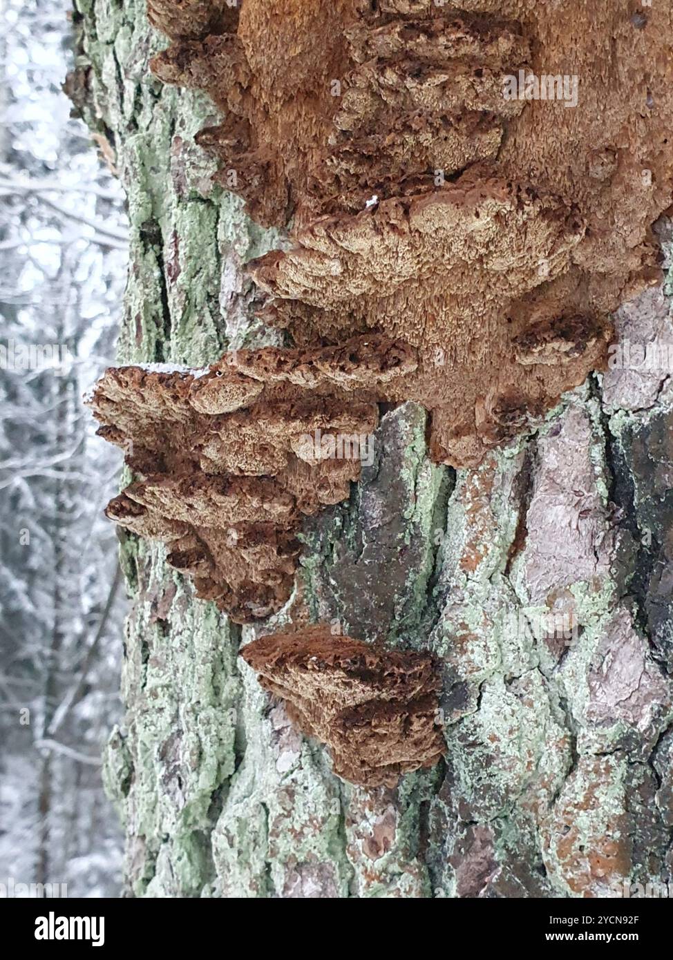 Alder Bracket (Mensularia radiata) Fungi Stock Photo - Alamy