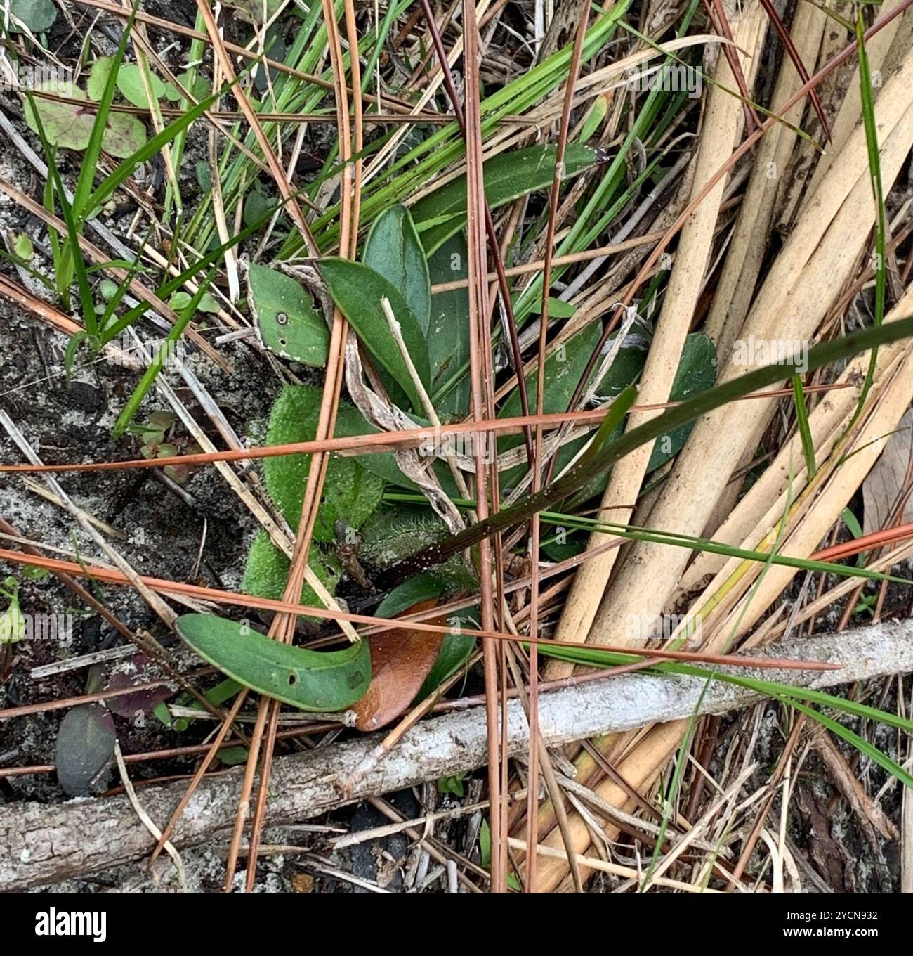 Florida Tickseed (Coreopsis floridana) Plantae Stock Photo - Alamy