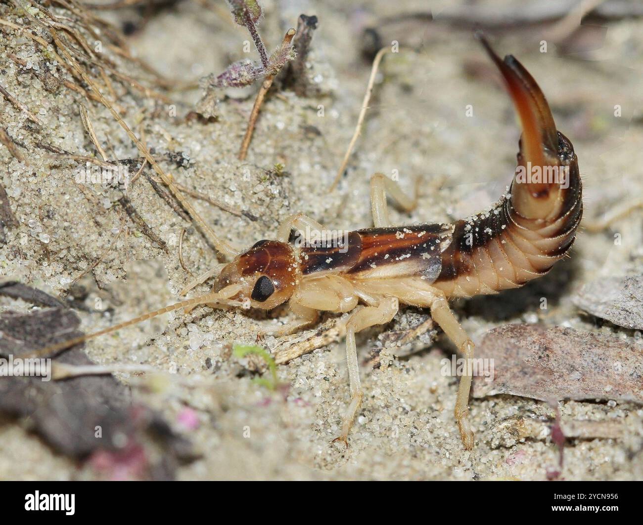Shore Earwig (Labidura riparia) Insecta Stock Photo - Alamy