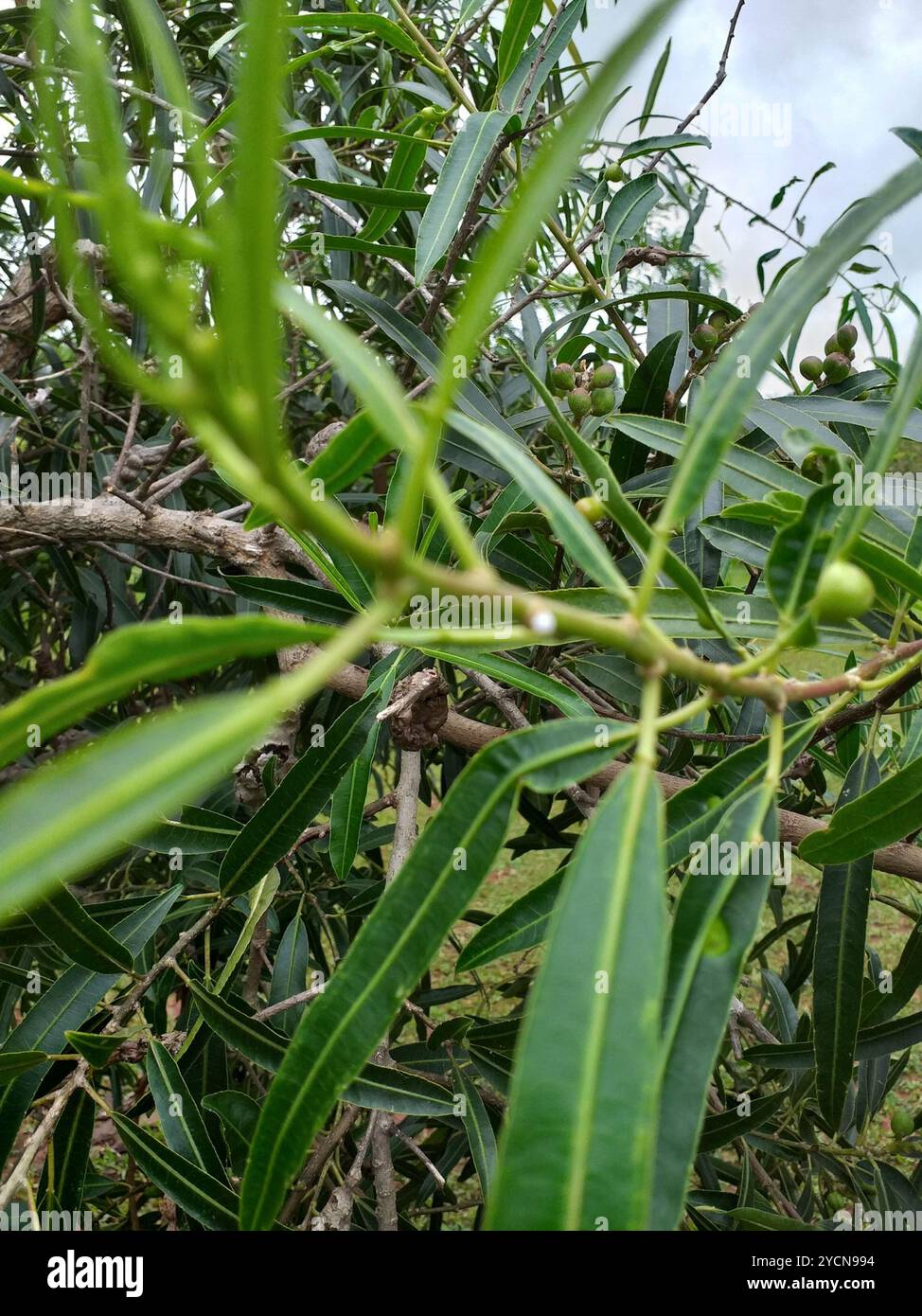 (Sapium haematospermum) Plantae Stock Photo - Alamy
