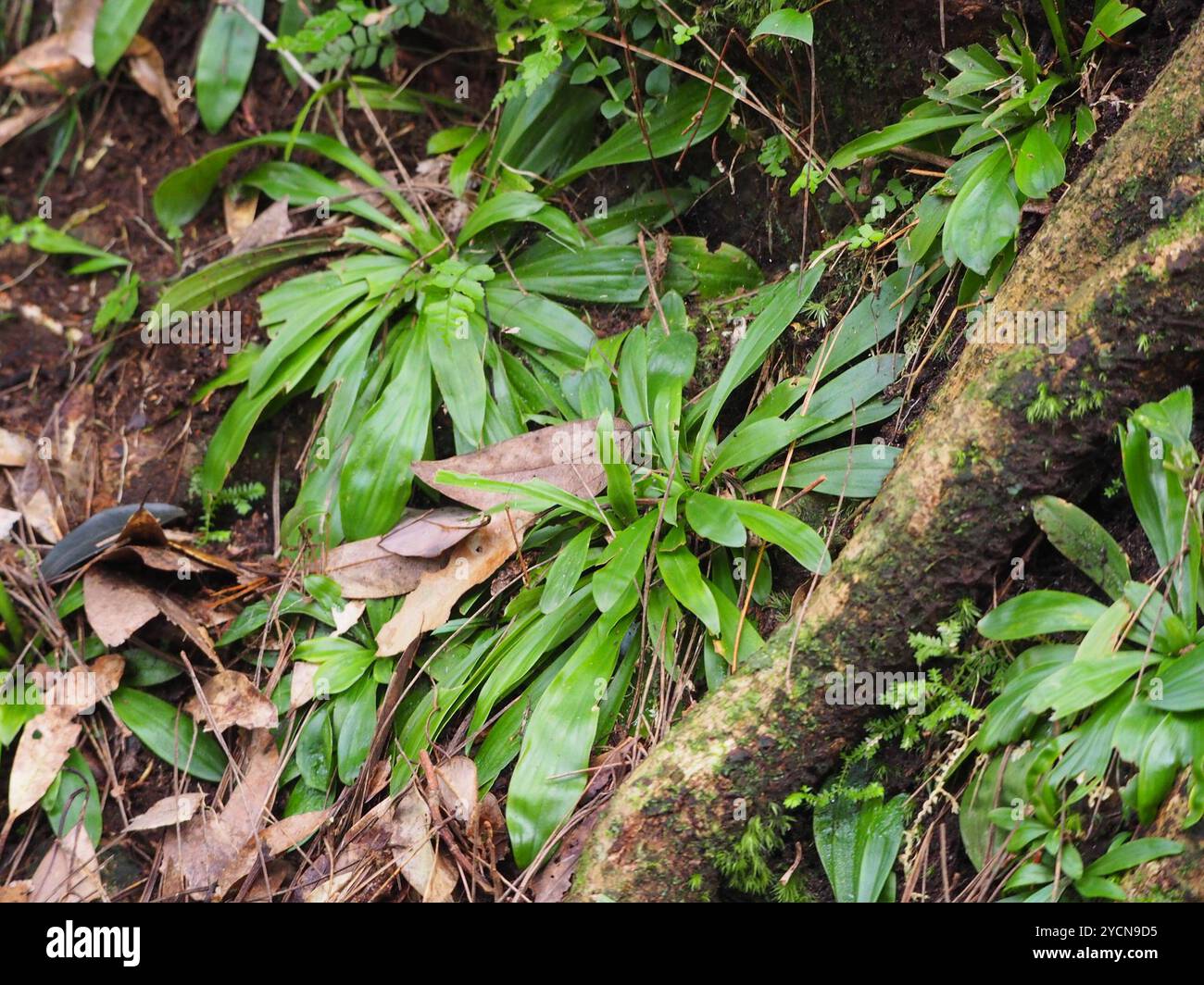 (Heloniopsis umbellata) Plantae Stock Photo - Alamy