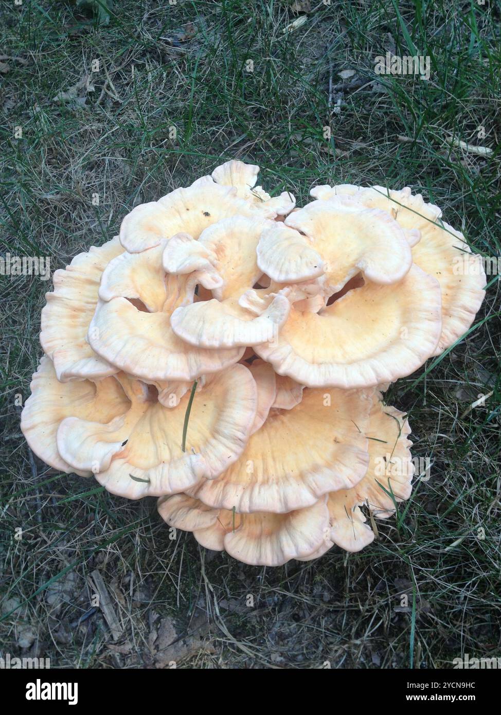 White-pored Chicken of the Woods (Laetiporus cincinnatus) Fungi Stock ...