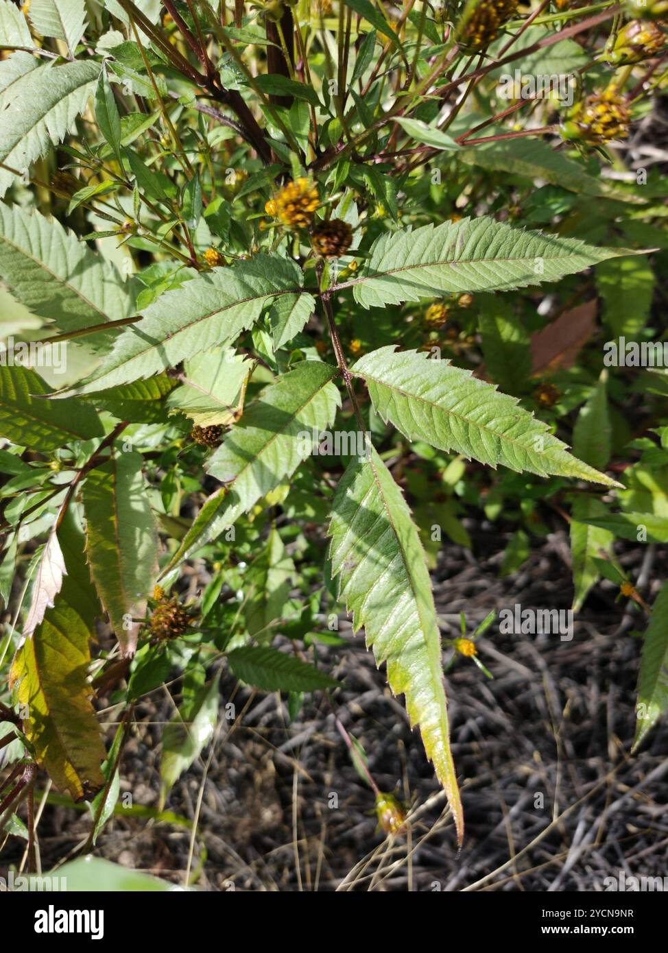 Devil's Beggarticks (Bidens frondosa) Plantae Stock Photo - Alamy