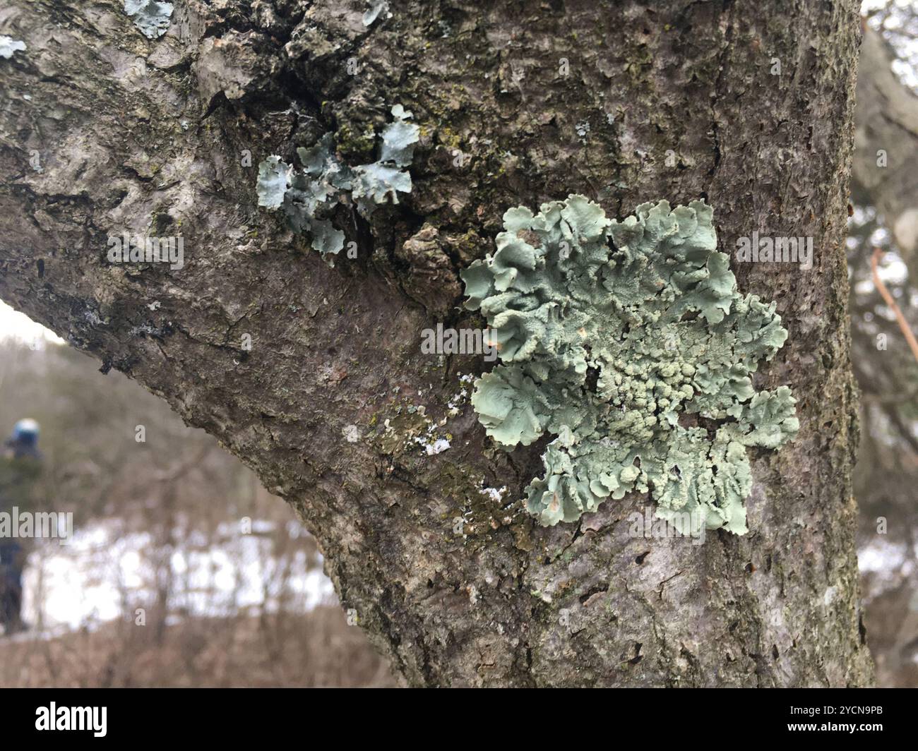 common greenshield lichen (Flavoparmelia caperata) Fungi Stock Photo ...