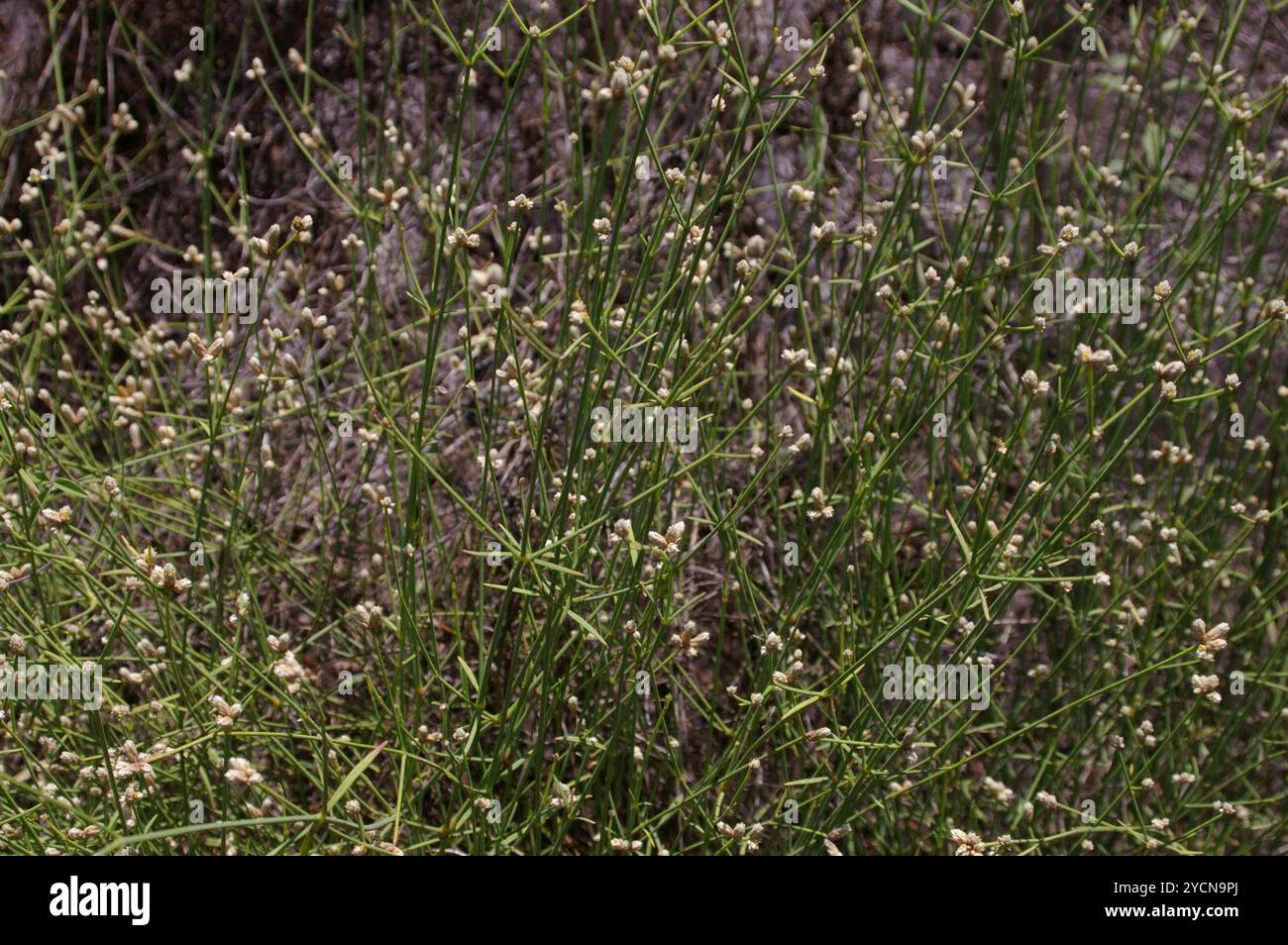 threadleaf chaff flower (Alternanthera filifolia) Plantae Stock Photo ...
