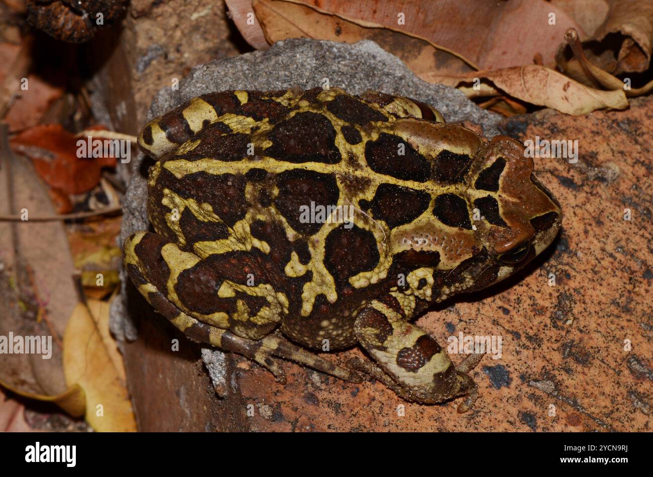 Western Leopard Toad (Sclerophrys pantherina) Amphibia Stock Photo - Alamy