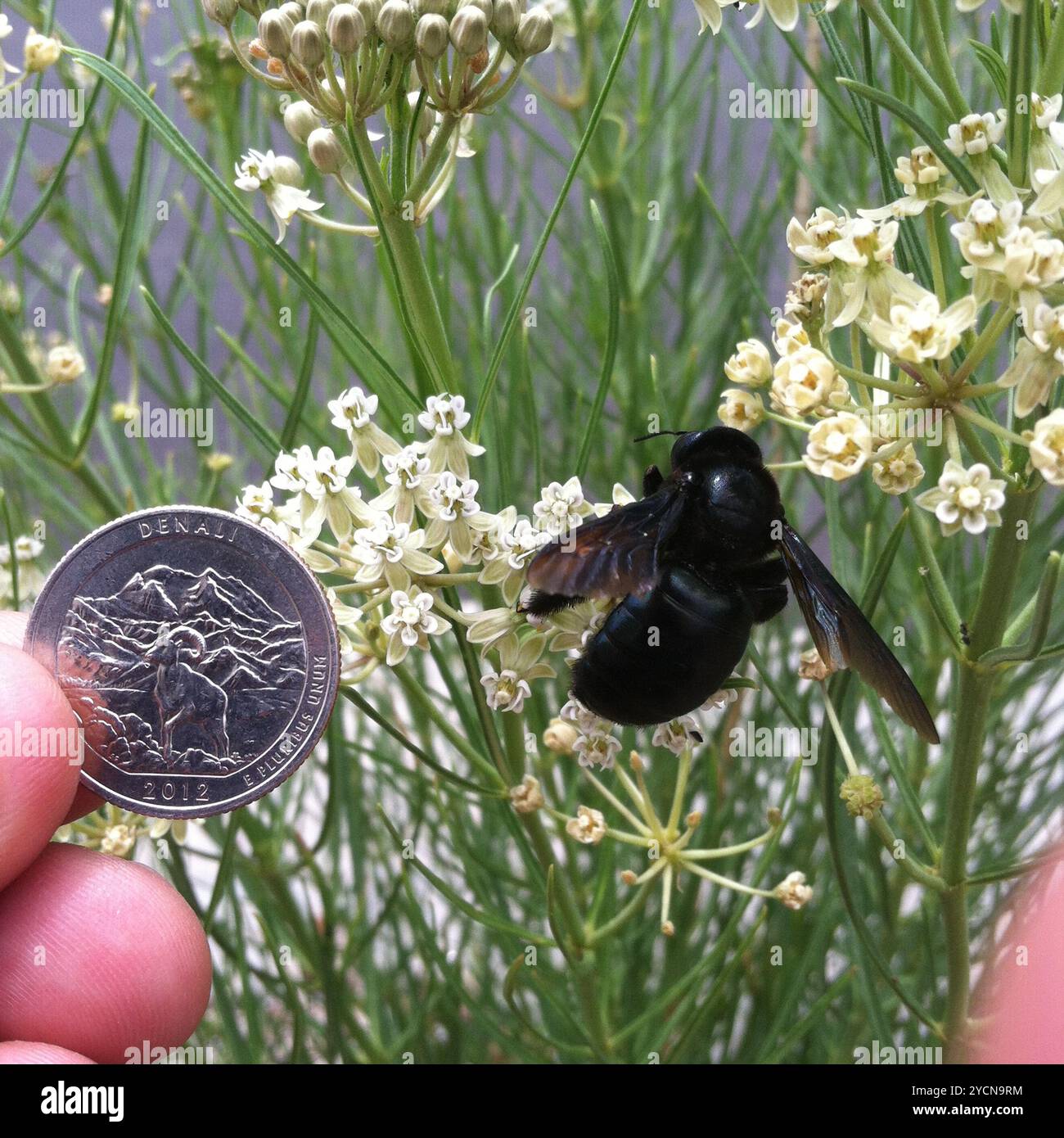 Arizona Carpenter Bee (Xylocopa californica arizonensis) Insecta Stock ...