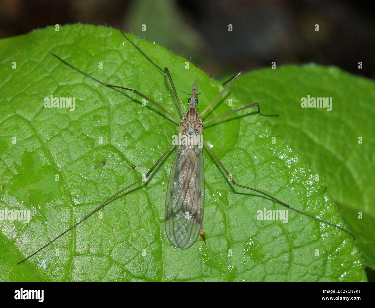 Large Crane Flies (Tipulidae) Insecta Stock Photo - Alamy