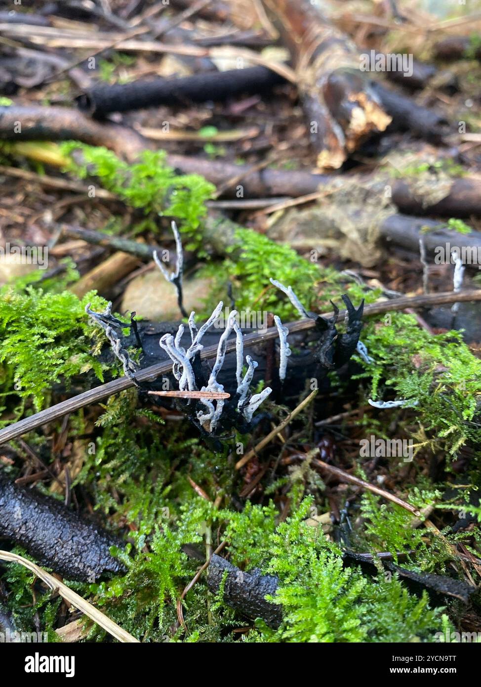 Candlesnuff Fungus (Xylaria hypoxylon) Fungi Stock Photo - Alamy