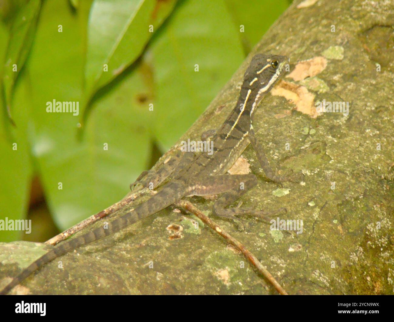 Common Basilisk (Basiliscus basiliscus) Reptilia Stock Photo - Alamy