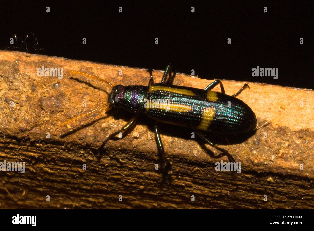 (Strongylium luteicorne) Insecta Stock Photo - Alamy