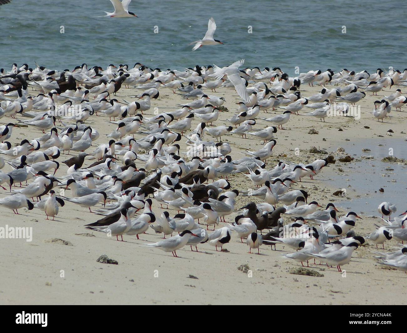 Lesser Noddy (Anous tenuirostris) Aves Stock Photo - Alamy