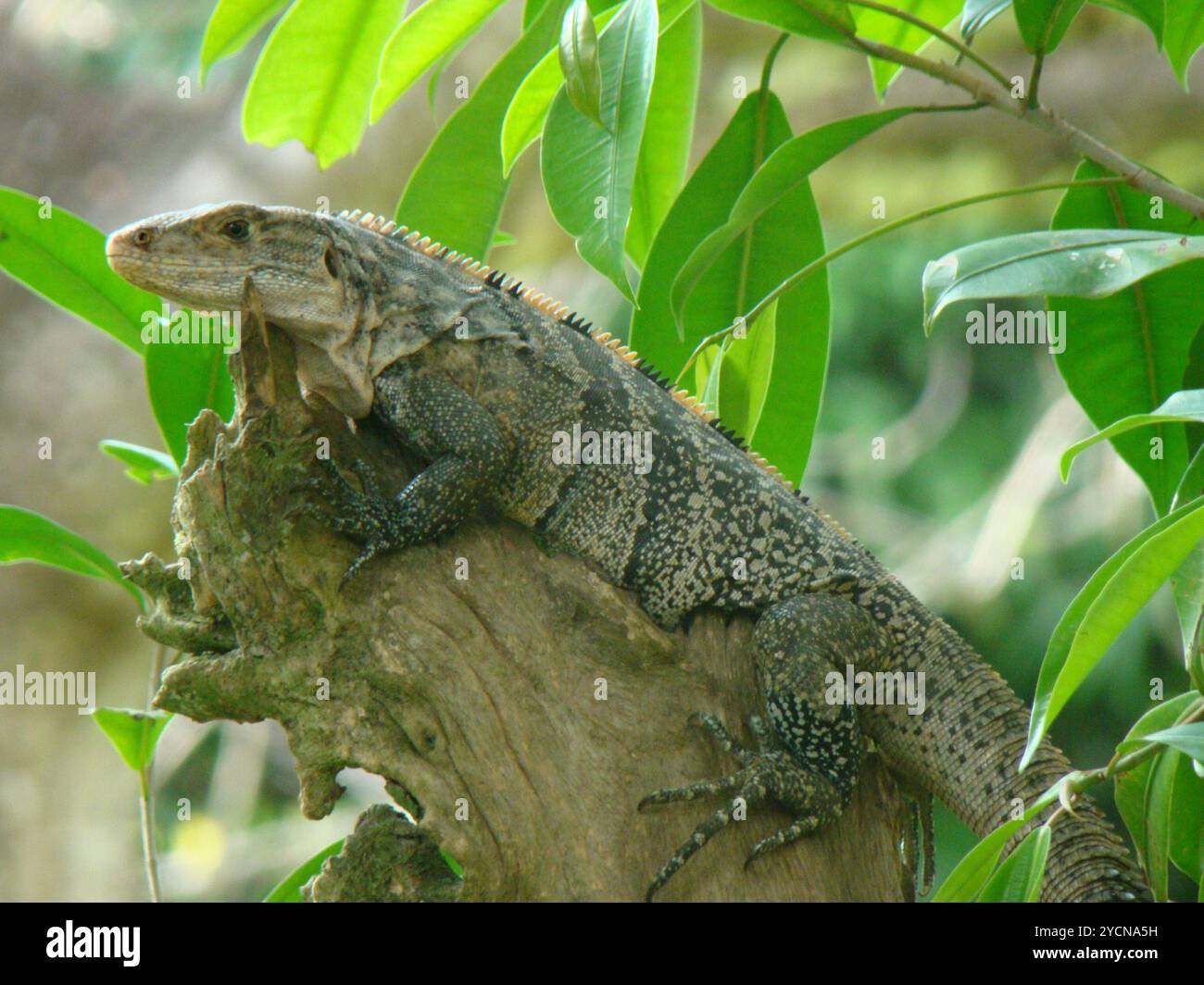 Black Spiny-tailed Iguana (Ctenosaura similis) Reptilia Stock Photo - Alamy