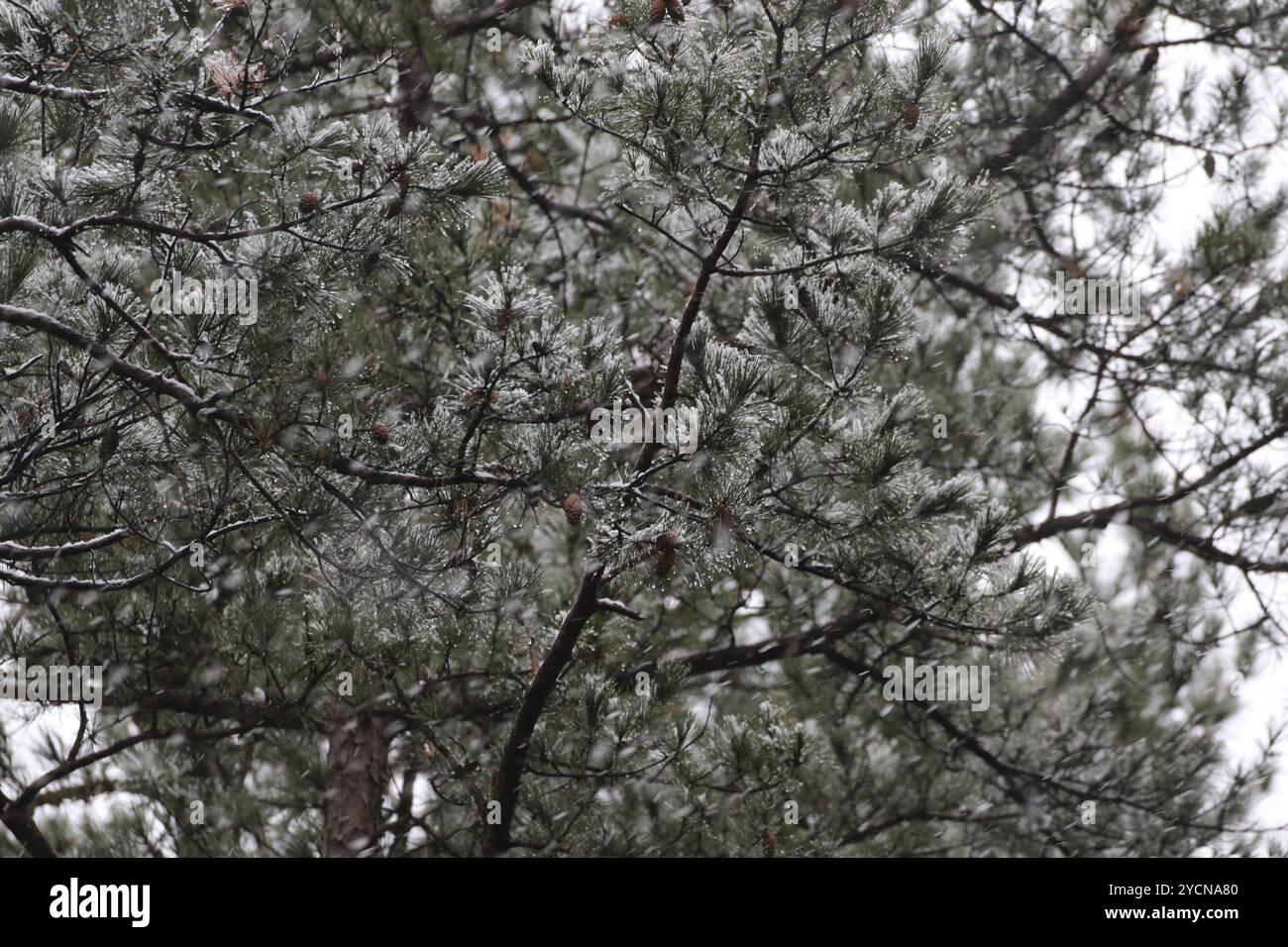 shortleaf pine (Pinus echinata) Plantae Stock Photo - Alamy