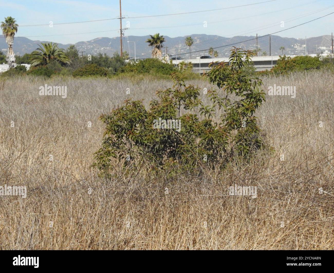 laurel sumac (Malosma laurina) Plantae Stock Photo - Alamy