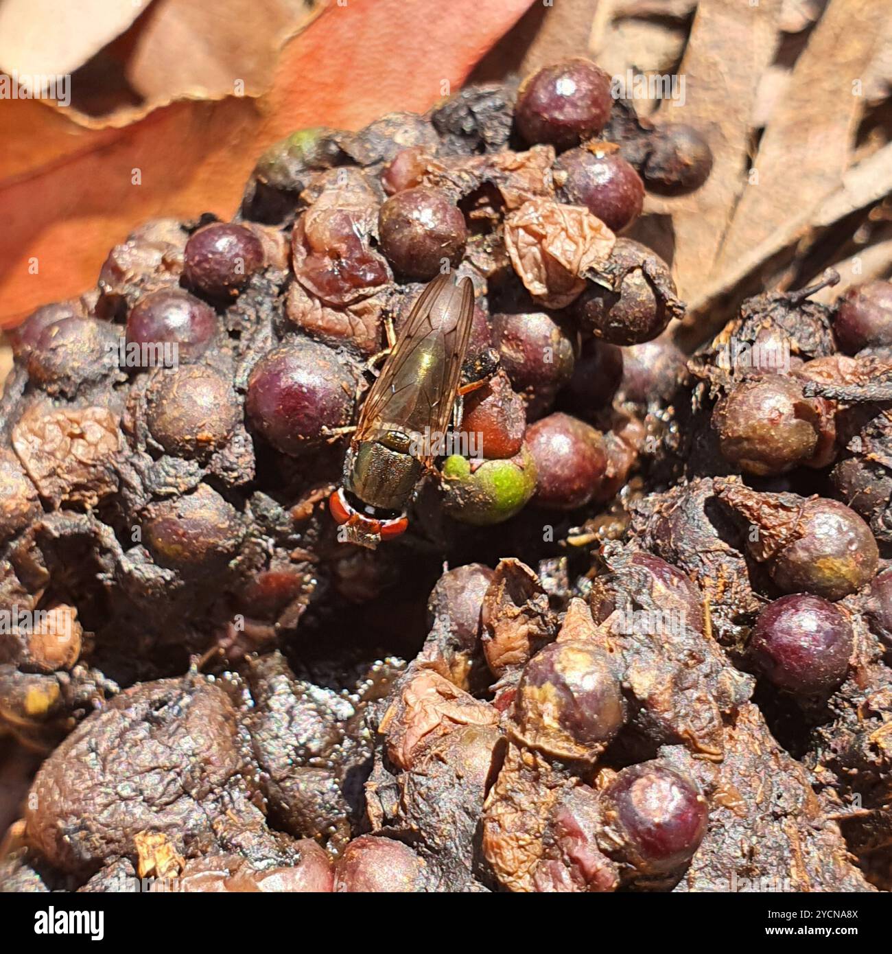 Signal Flies (Platystomatidae) Insecta Stock Photo - Alamy