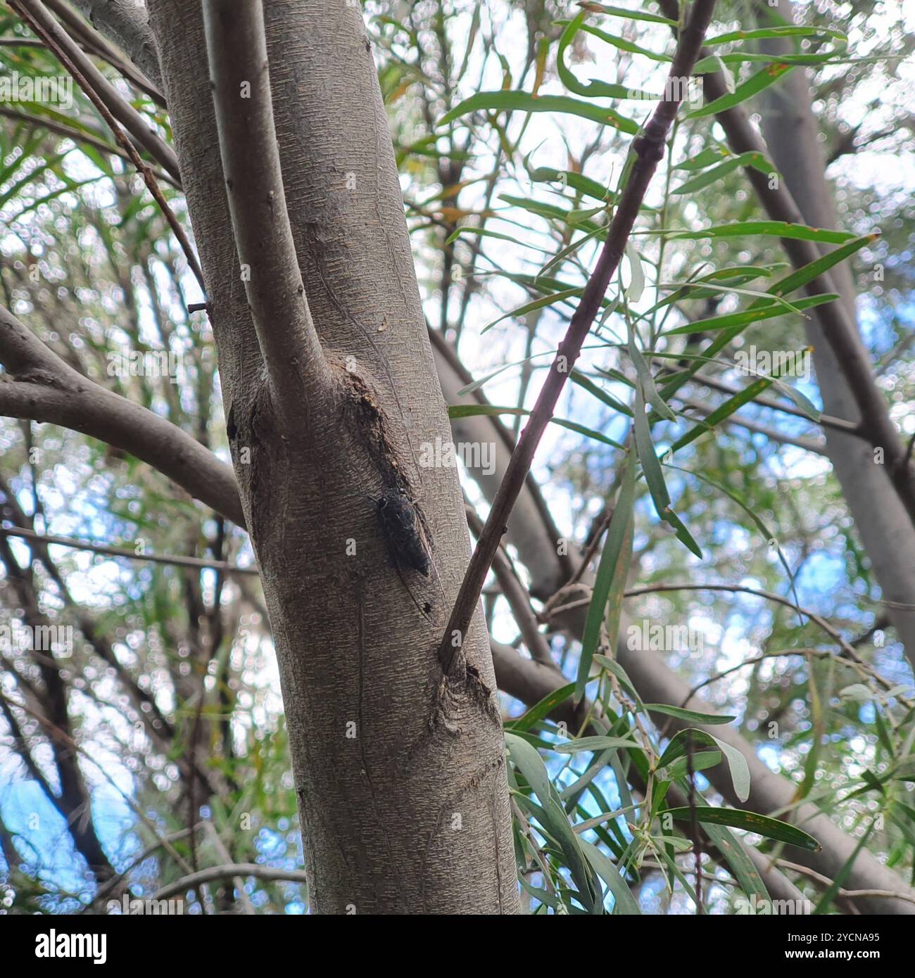 Spotted Wattle Cicada (Galanga labeculata) Insecta Stock Photo - Alamy