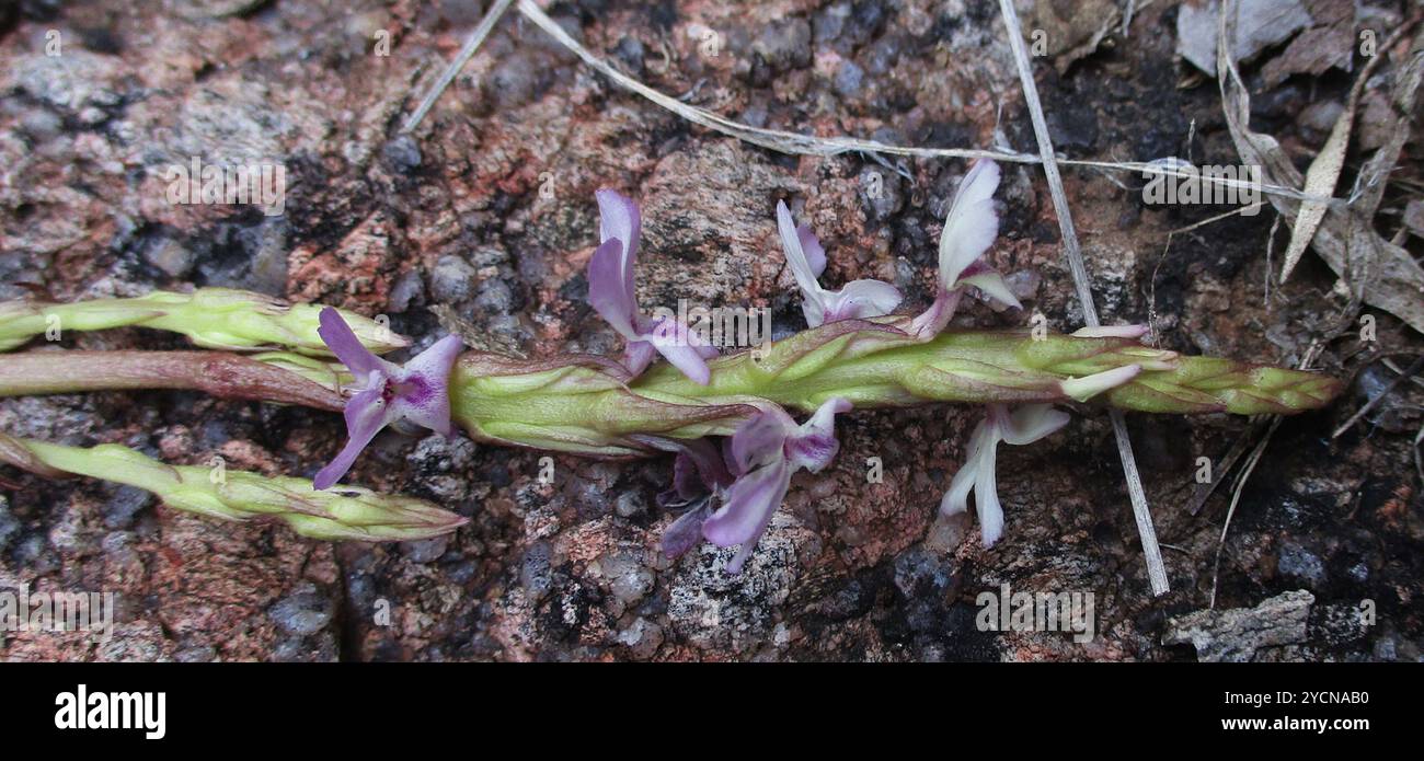 cowpea witchweed (Striga gesnerioides) Plantae Stock Photo - Alamy