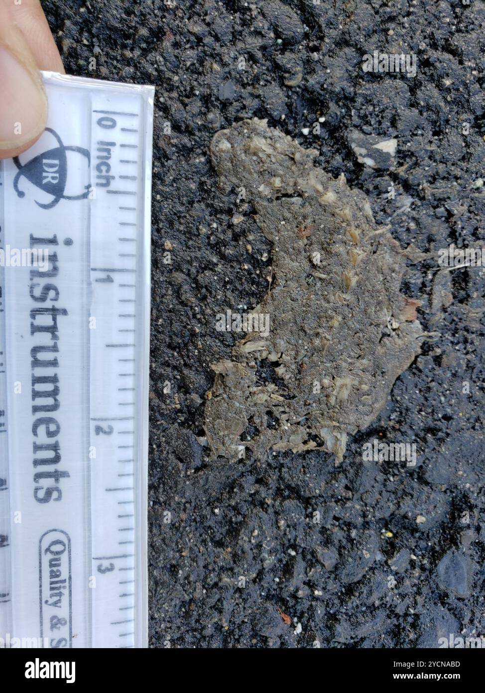 Pacific Newts (Taricha) Amphibia Stock Photo - Alamy